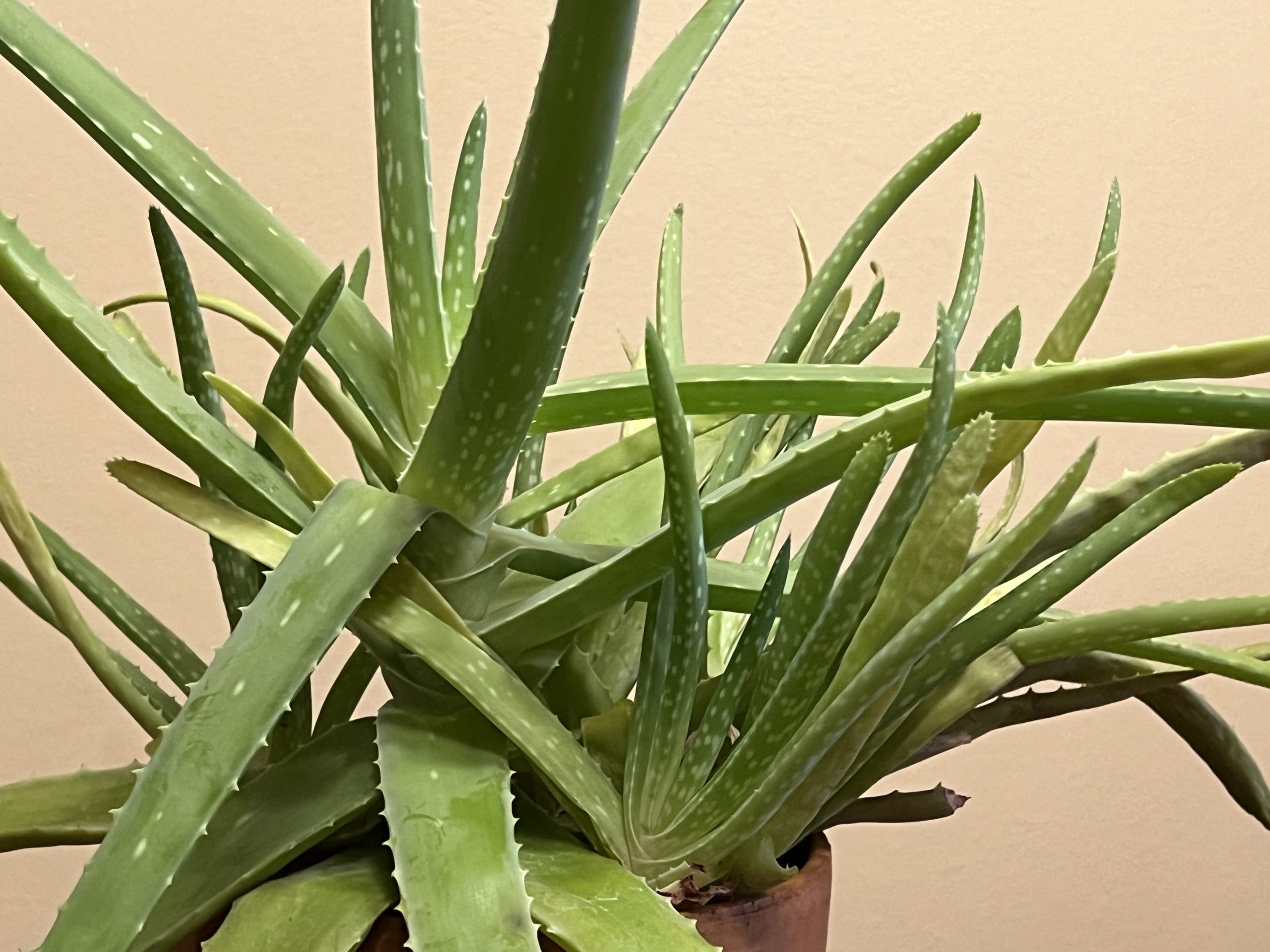 Growing Easy-Care Aloe Vera, Nature’s Burn Ointment