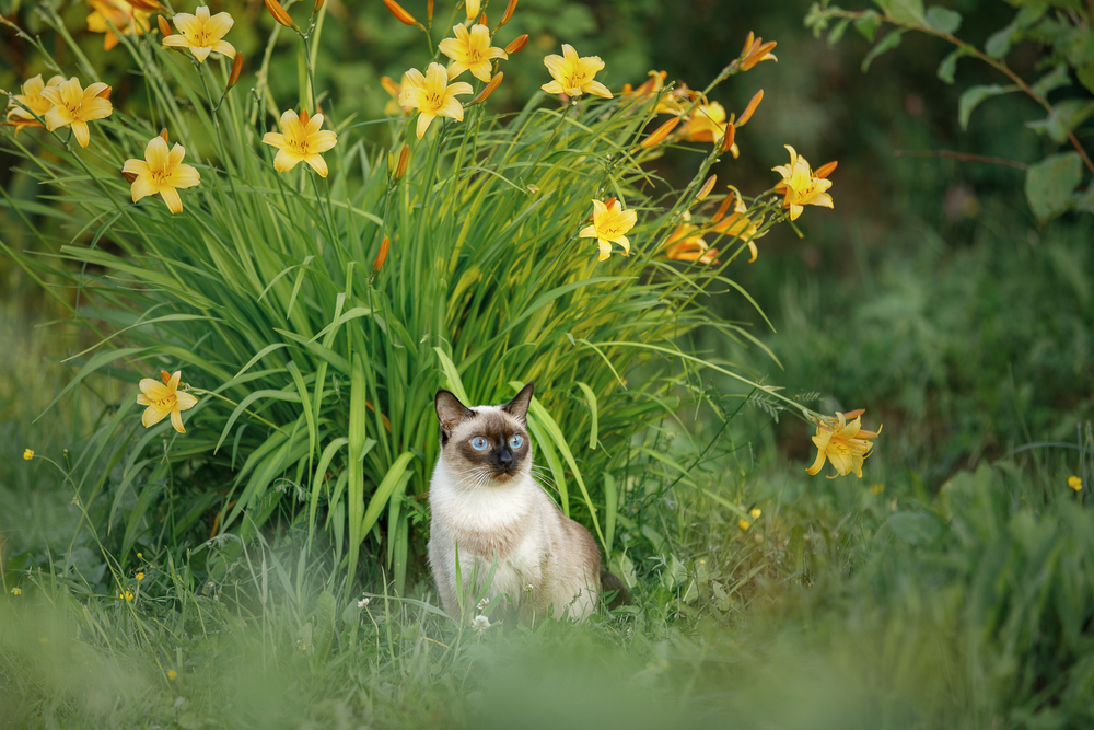 Keep Your Cats Away from Lilies|thirdAGE