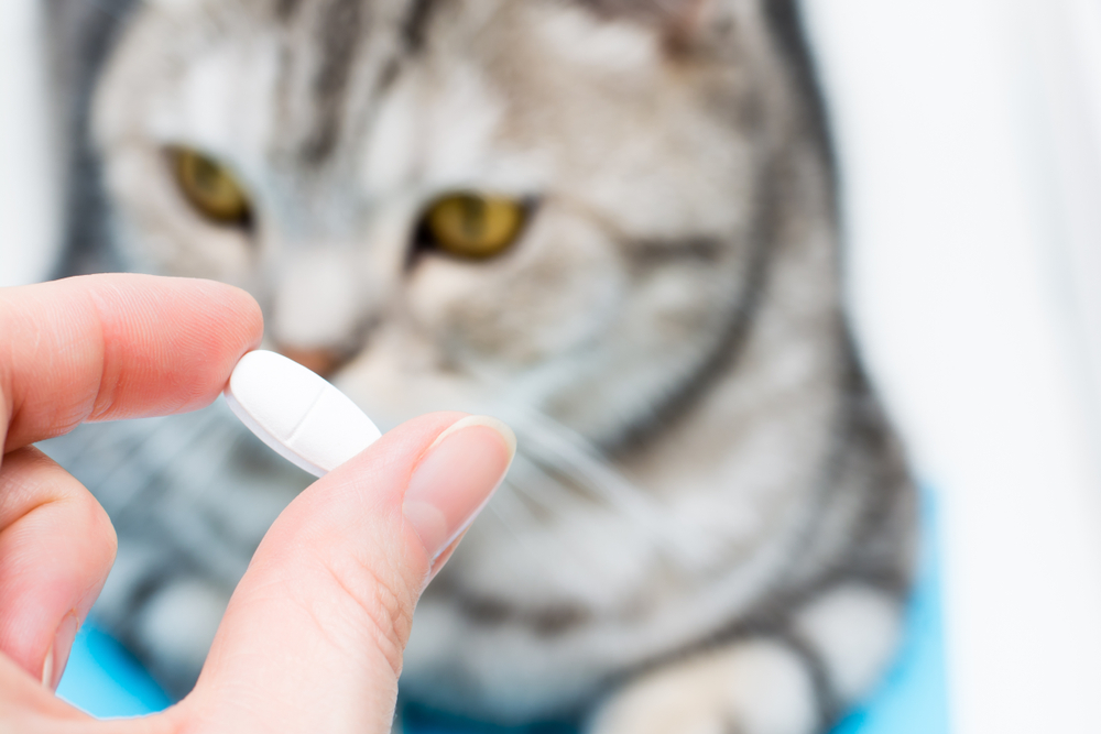 Is Your Pet’s Medicine Safe? | thirdAGE | healthy living for women ...
