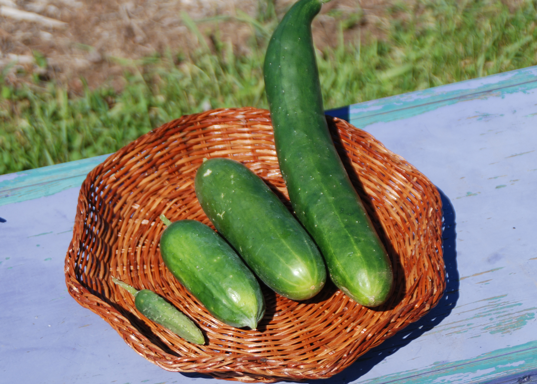 Harvest Cucumbers for Slicing and Pickling - | - thirdAGE