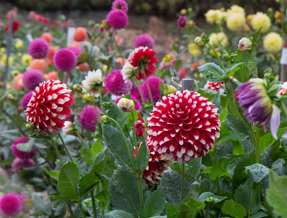 Dahlias Bring Diverse Shapes, Sizes, Colors to the Garden - | - thidAGE