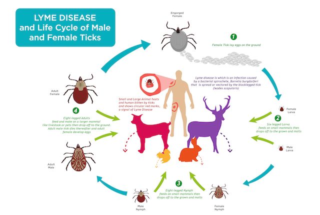 5 Common Lyme Disease Myths - } -thirdAGE