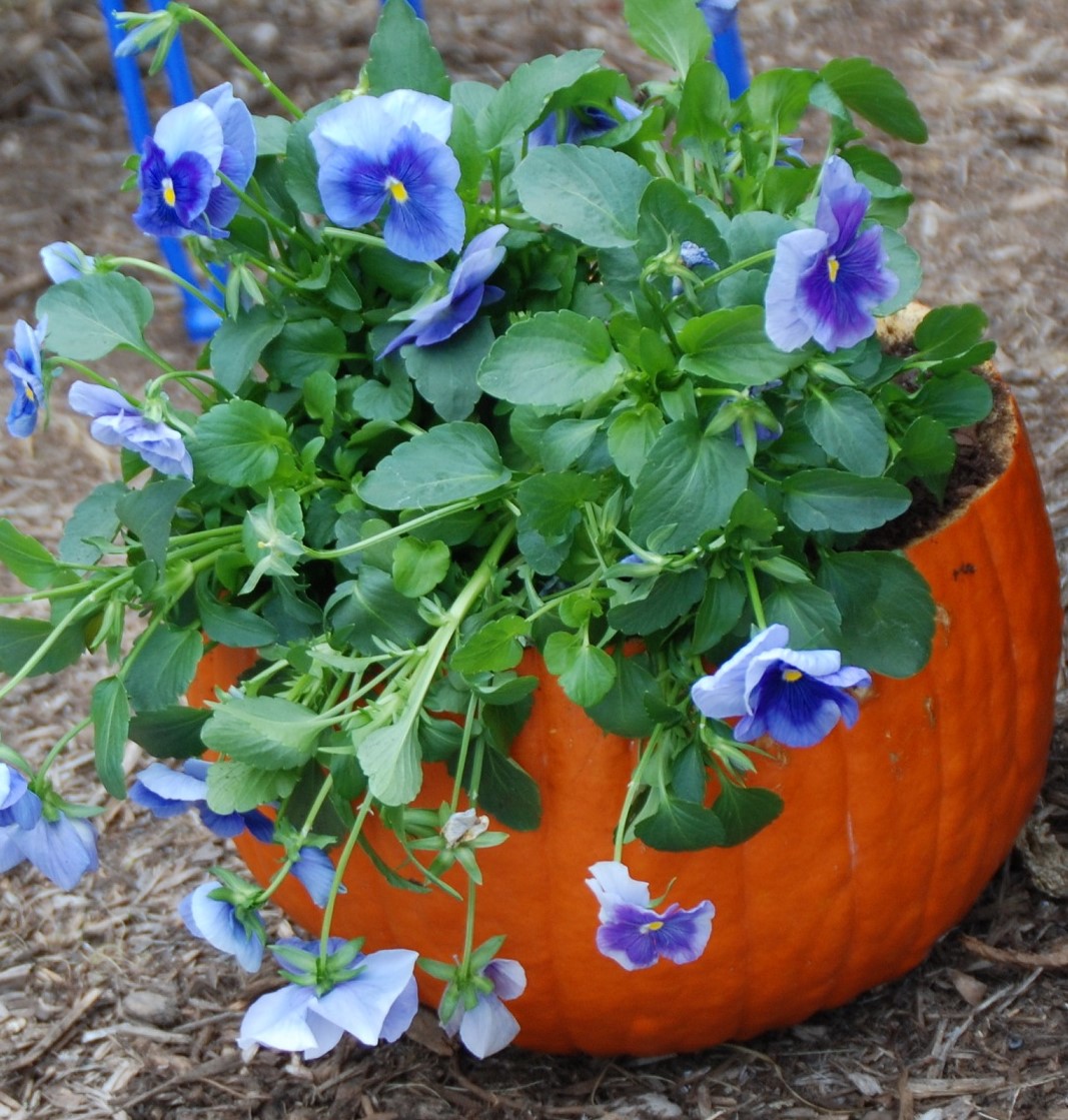 Creative Ways to Enjoy Pansies This Fall