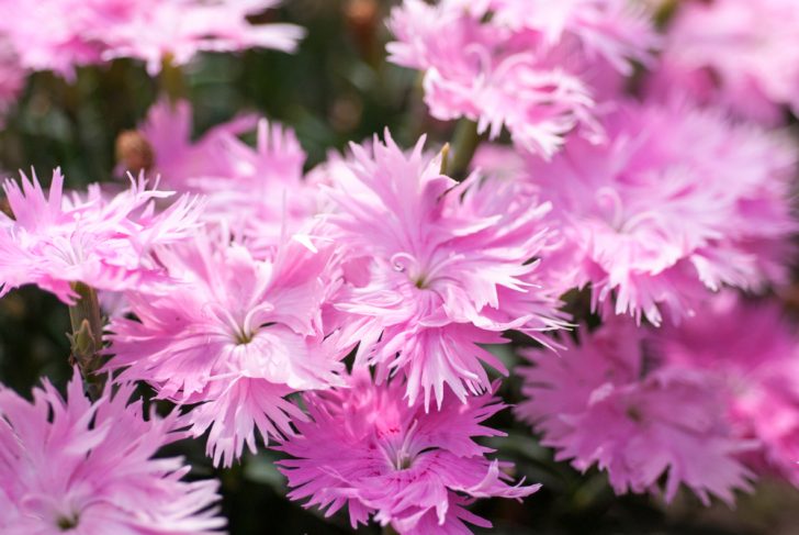 Create Your Own Low Maintenance Relaxation Garden - | - thirdAGE